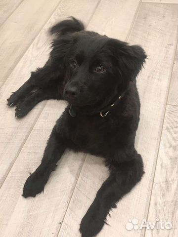 Собачка Блэк