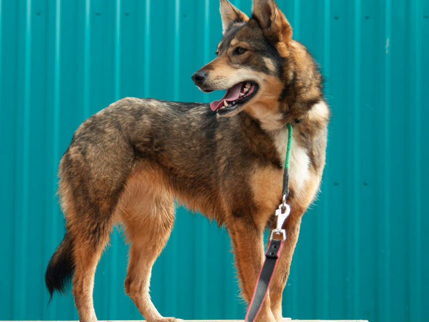 Собака в добрые руки