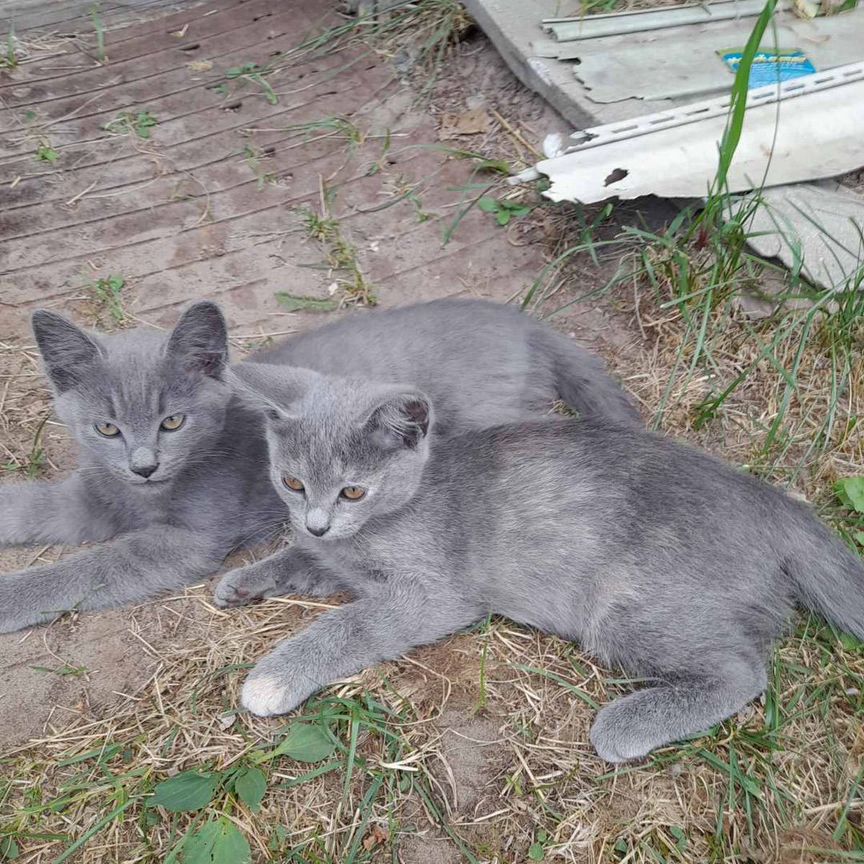 Кошки