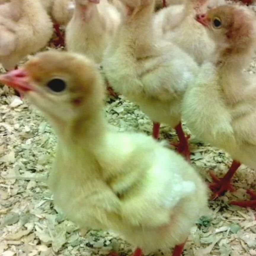 Индюшата суточные