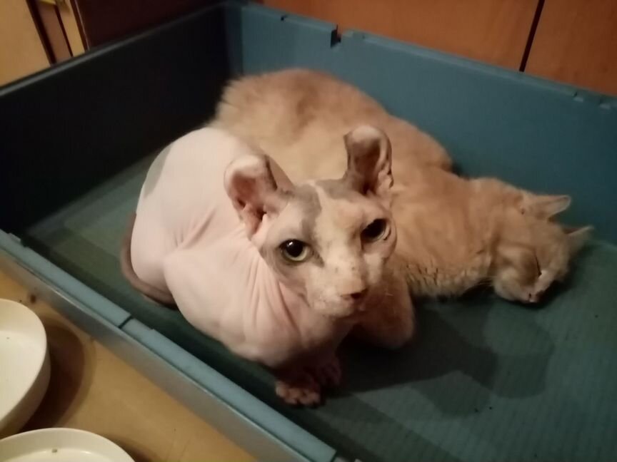 Эльф