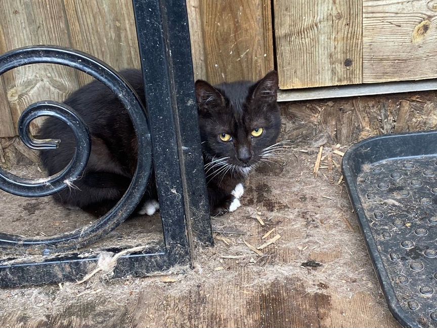 Котик