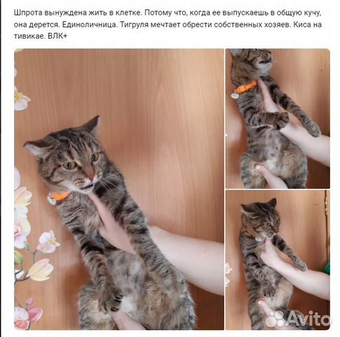 Шпрота Мурковна