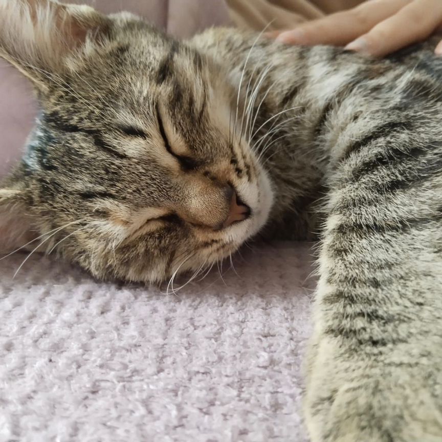 Ищем семью для котёнка