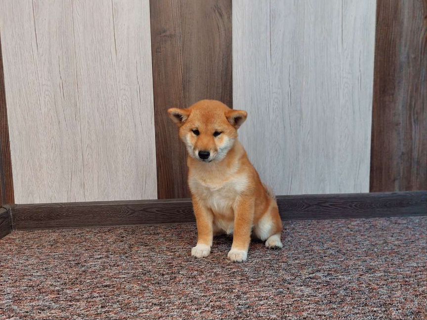 Щенки сиба ину