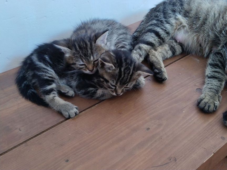 Котята крысоловы в добрые руки бесплатно