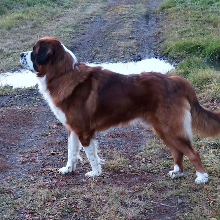 Вязка кабель московская сторожевая