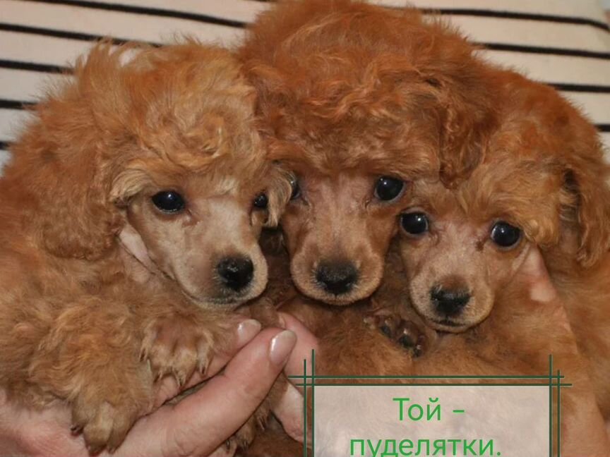 Малыши той-пудельки