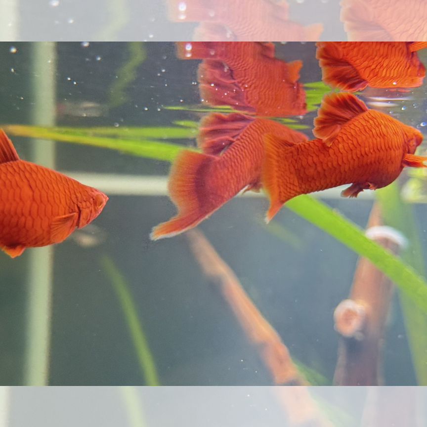 Меченосец рубин