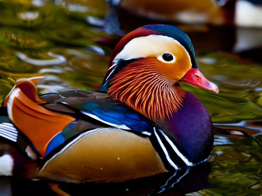 Утка Мандаринка уточка