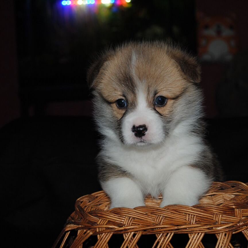 Щенки вельш-корги пемброк