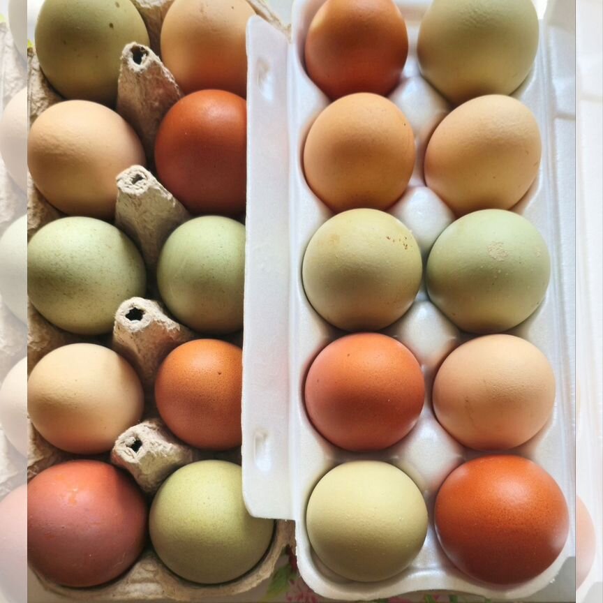 Продаются курочки несушки