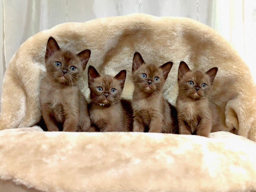 Бурманские котята