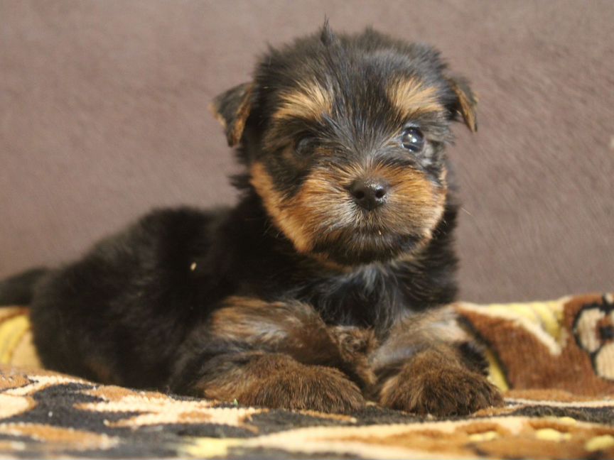 Йоркширский терьер,щенки,мальчишки/кобельки