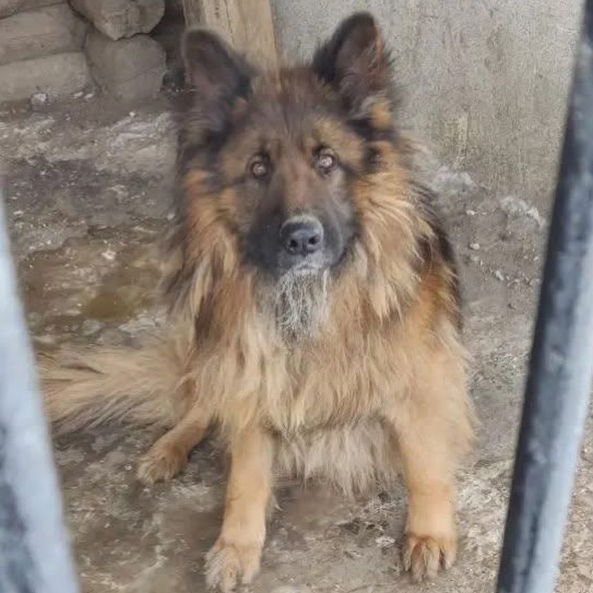 Немецкая овчарка, взрослый пёс