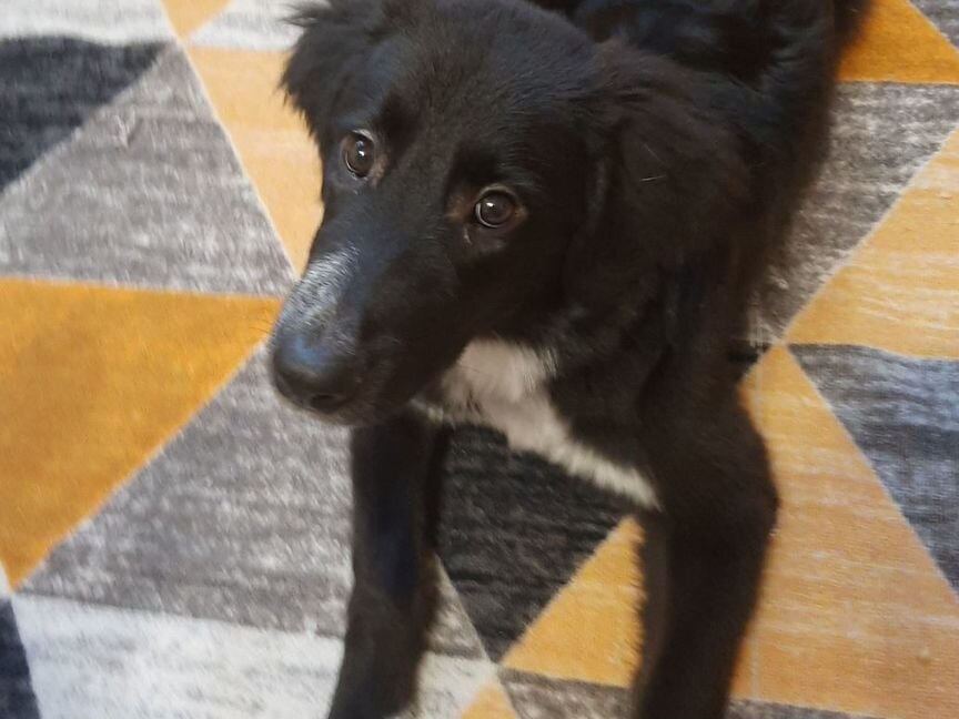 Собака в добрые руки отдам бесплатно щенки