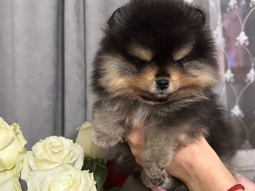 Померанский шпиц мини