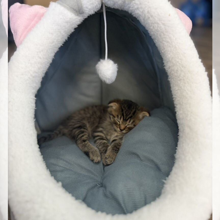 Шотландский вислоухий длинношёрстный котёнок