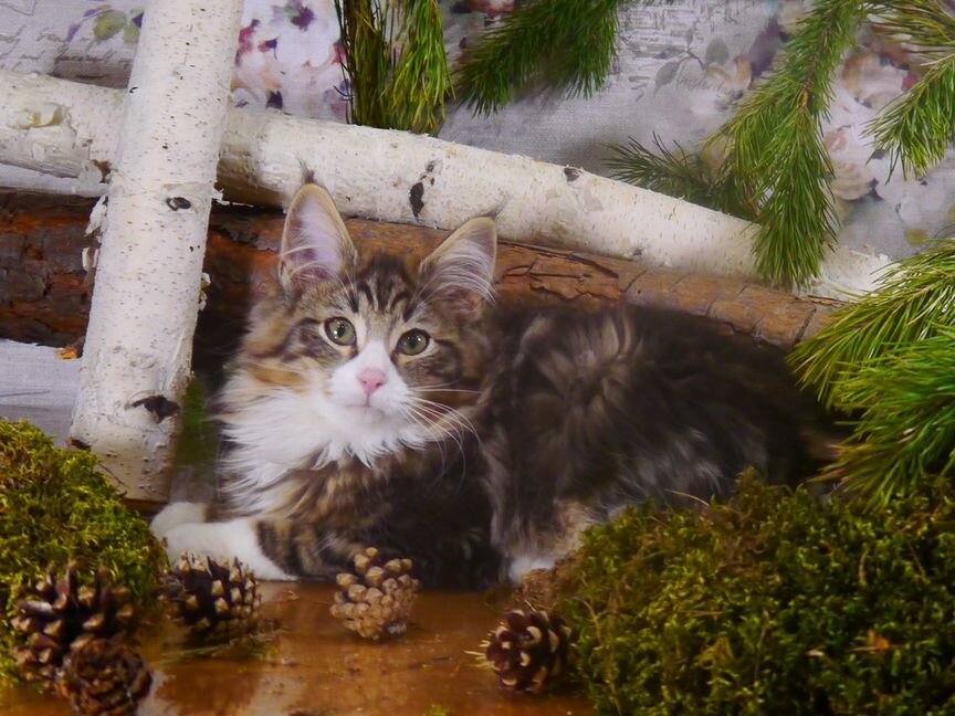 Котенок редкой породы норвежская лесная