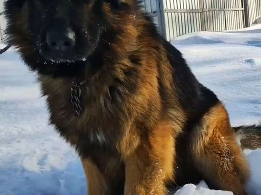 Вязка немецкая овчарка