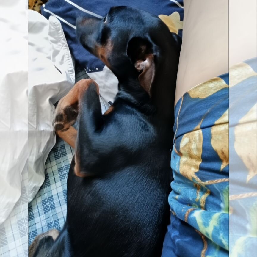 Русский той-терьер, взрослый пёс