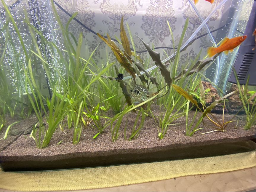 Аквариумные растения