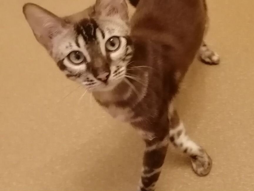 Бенгальская кошка в добрые руки