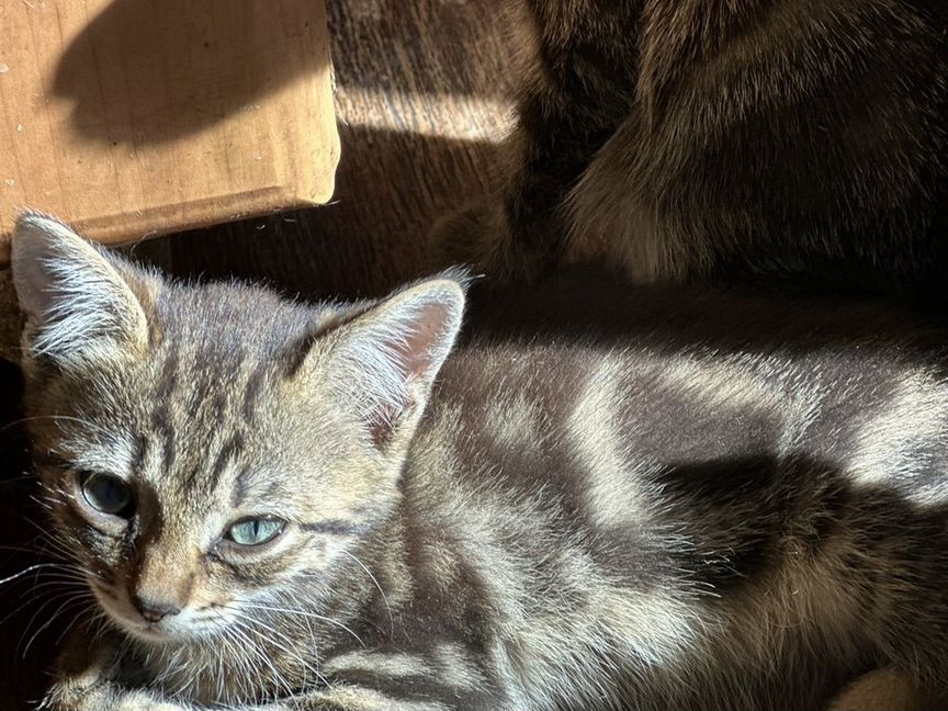 Отдам в добрые руки милых котят