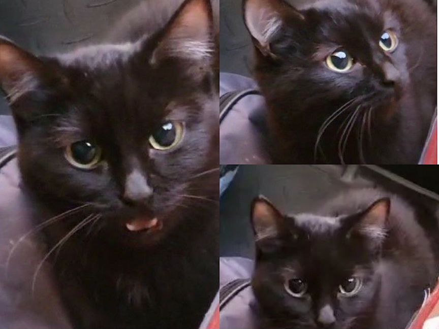 Котейка найденыш