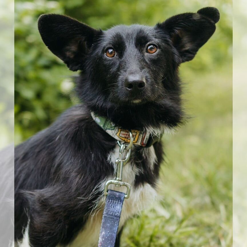 Такса, взрослая собака из приюта