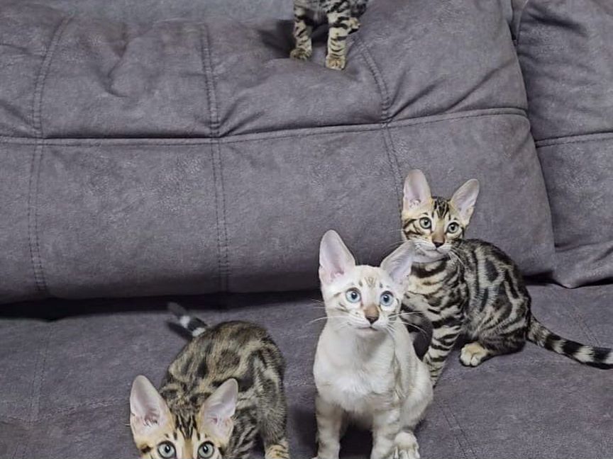 Бенгальские котята