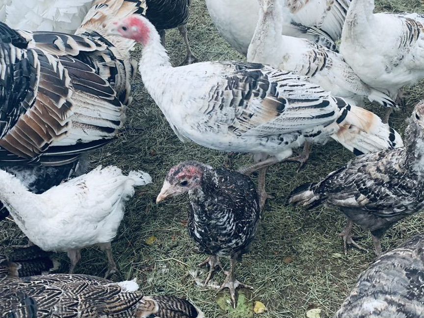 Индюки индюшата