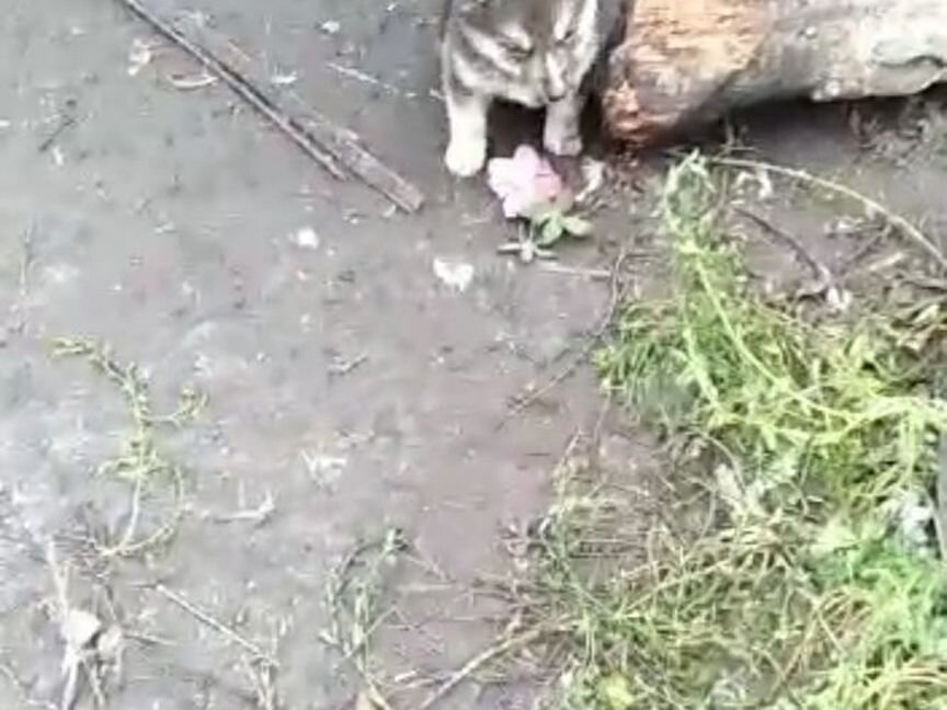 Щенки помесь хаска с лайкой