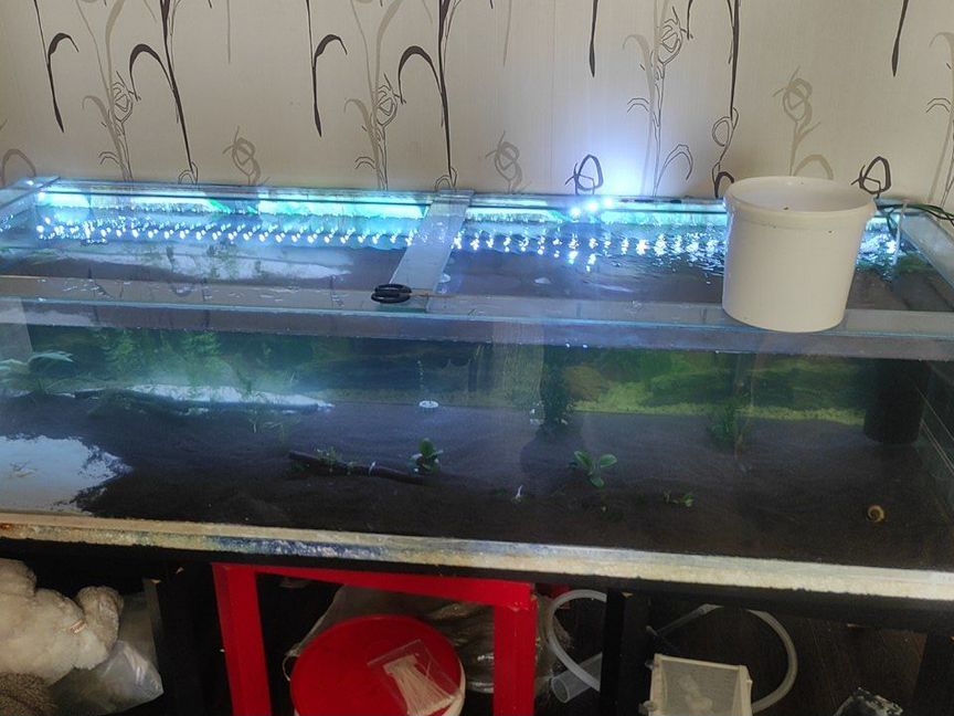 Аквариум, рыбки