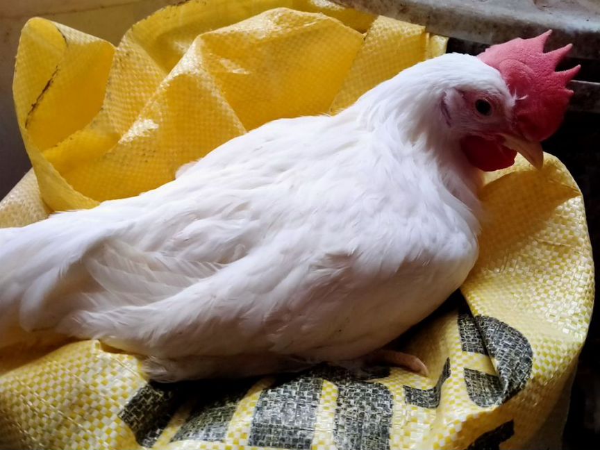 Петушок ломан вайт