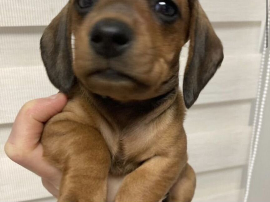 Карликовая такса