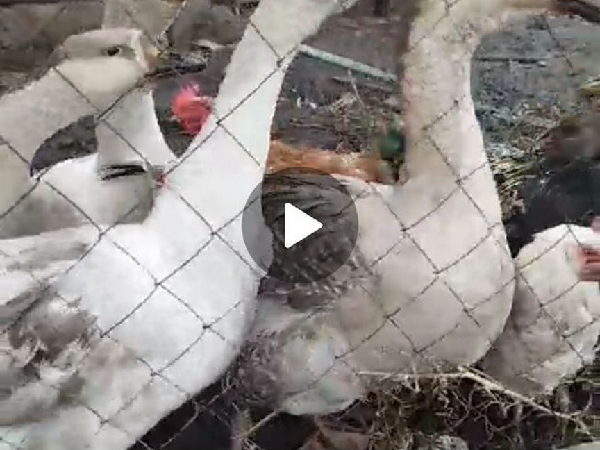 Гуси Холмогоры