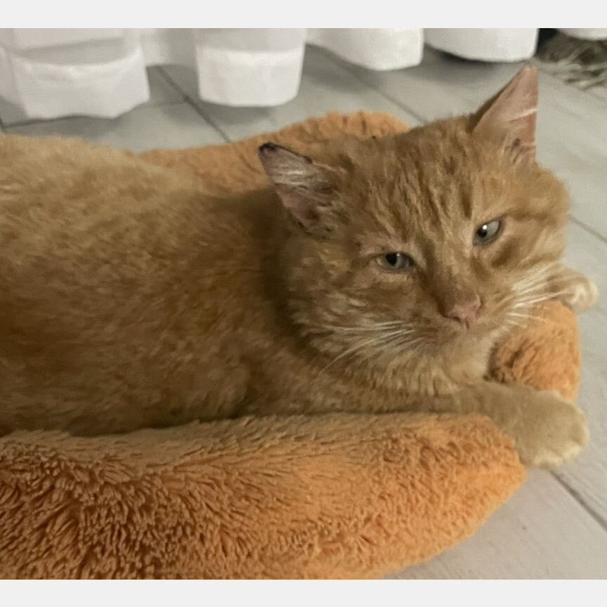 Бедный котик в добрые руки