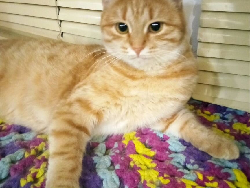 Кошечка Фанта