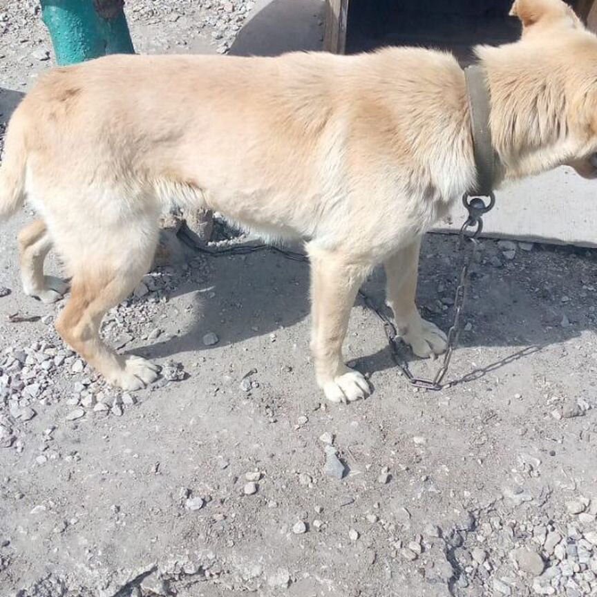 Обычная собака не породистая