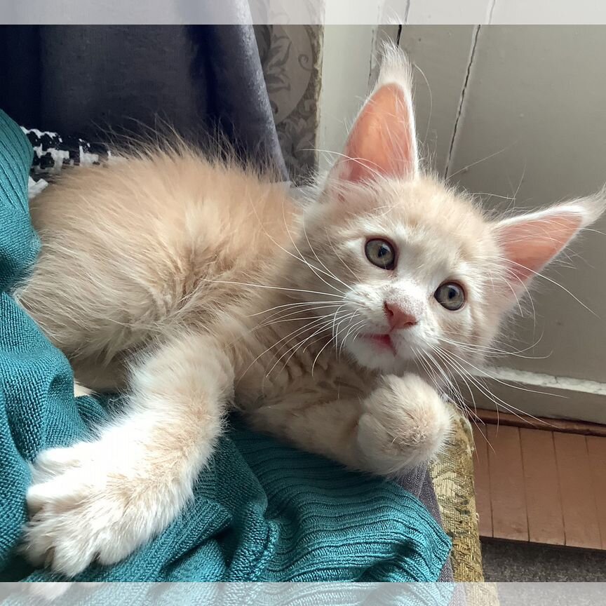 Мейн-кун котёнок