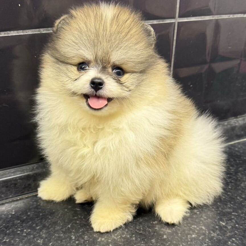 Померанский шпиц, щенок