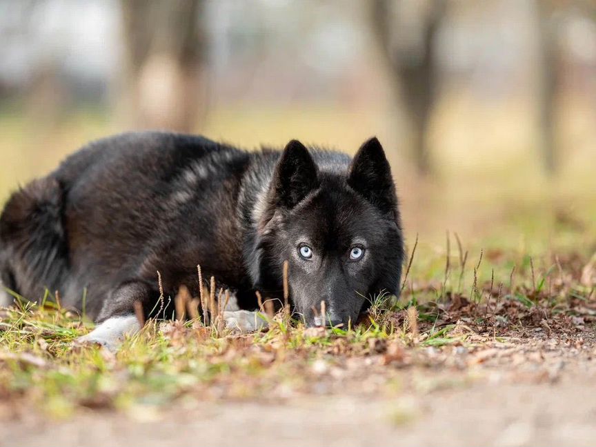 Хаски в дар в добрые руки