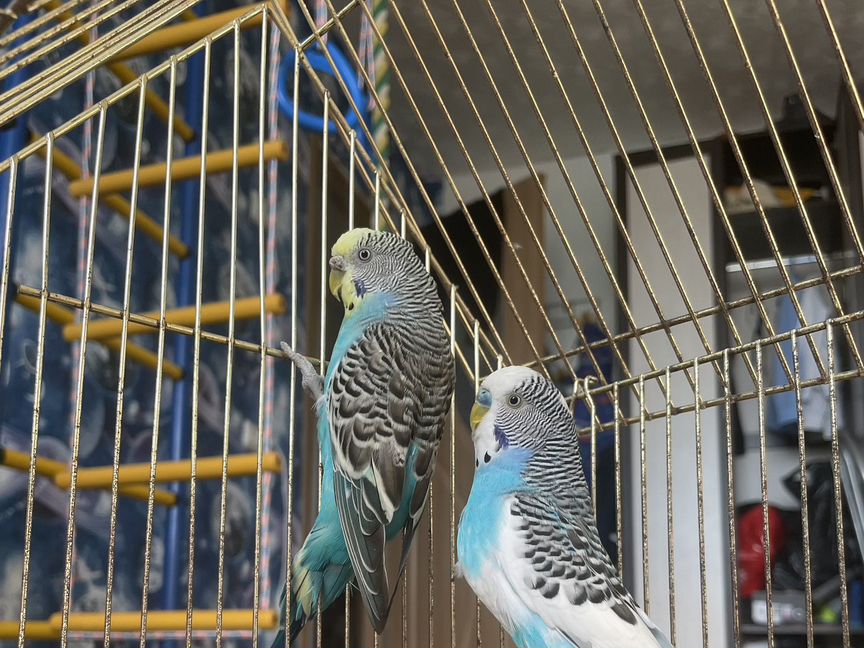 Волнистый попугай с клеткой