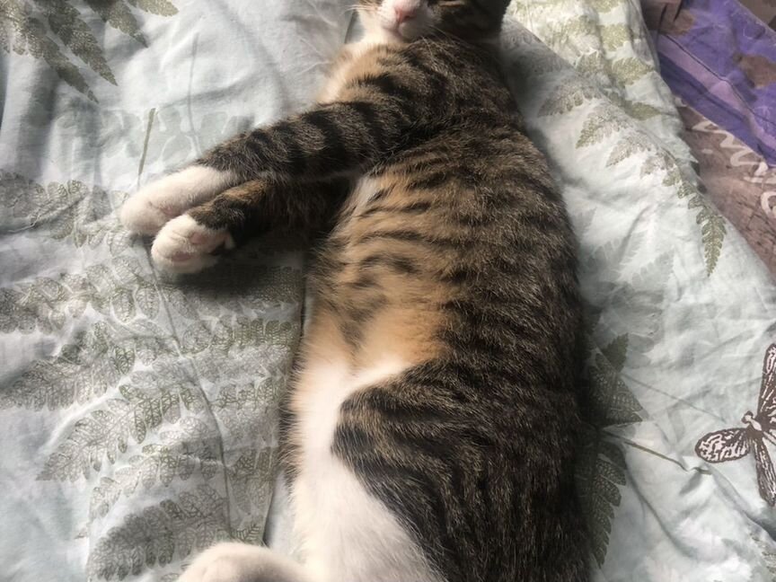 Котенок Барон 5 мес