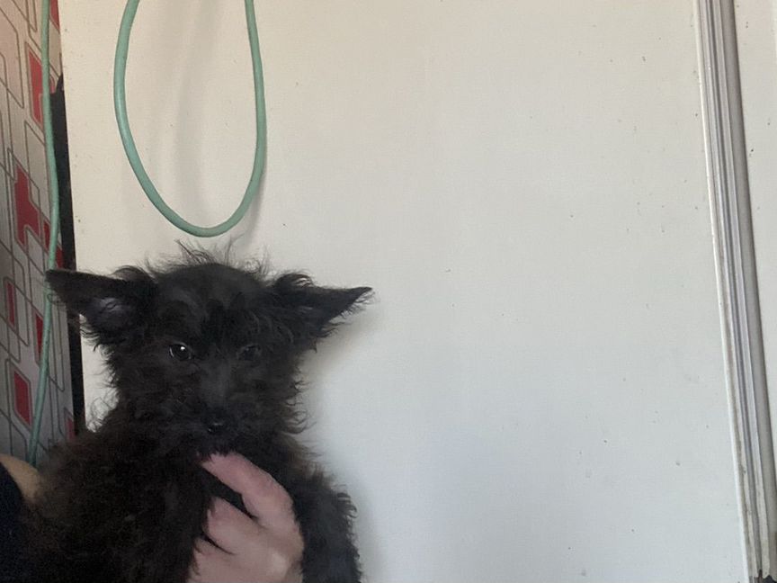 Щенок 3 месяца