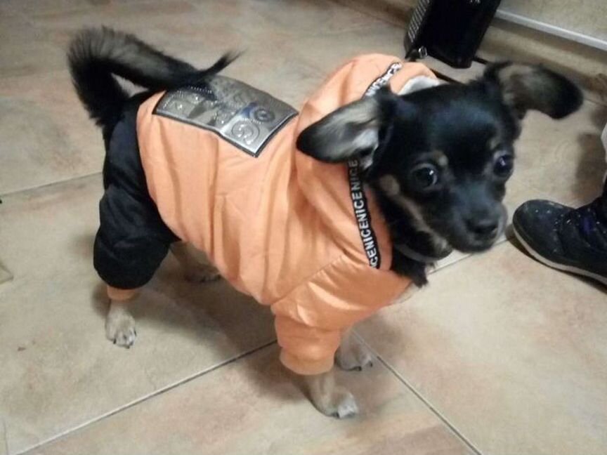 Зимний комбинезон для собаки