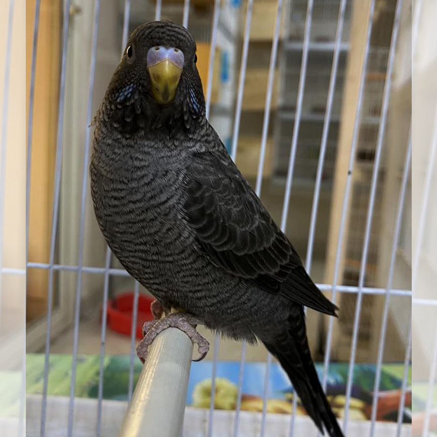 Волнистый попугай окрас Дабл дарк