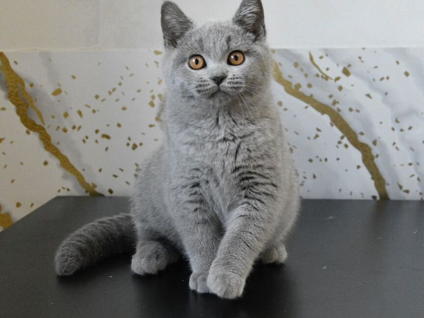 Британский мальчик с родословной