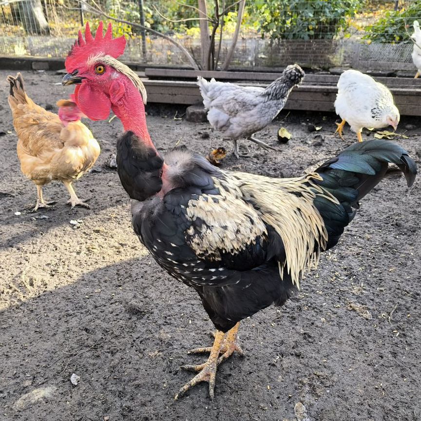 Молодые Петушки на племя